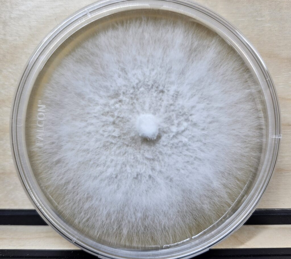 Agar Dish Culture – Sirius Mushrooms LLC